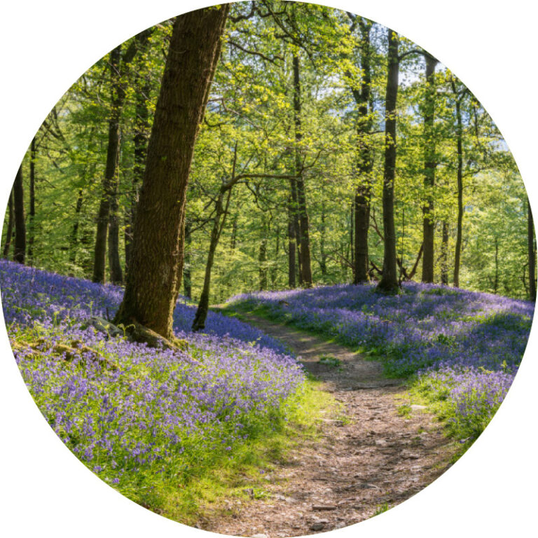 Phenology Series: Spring