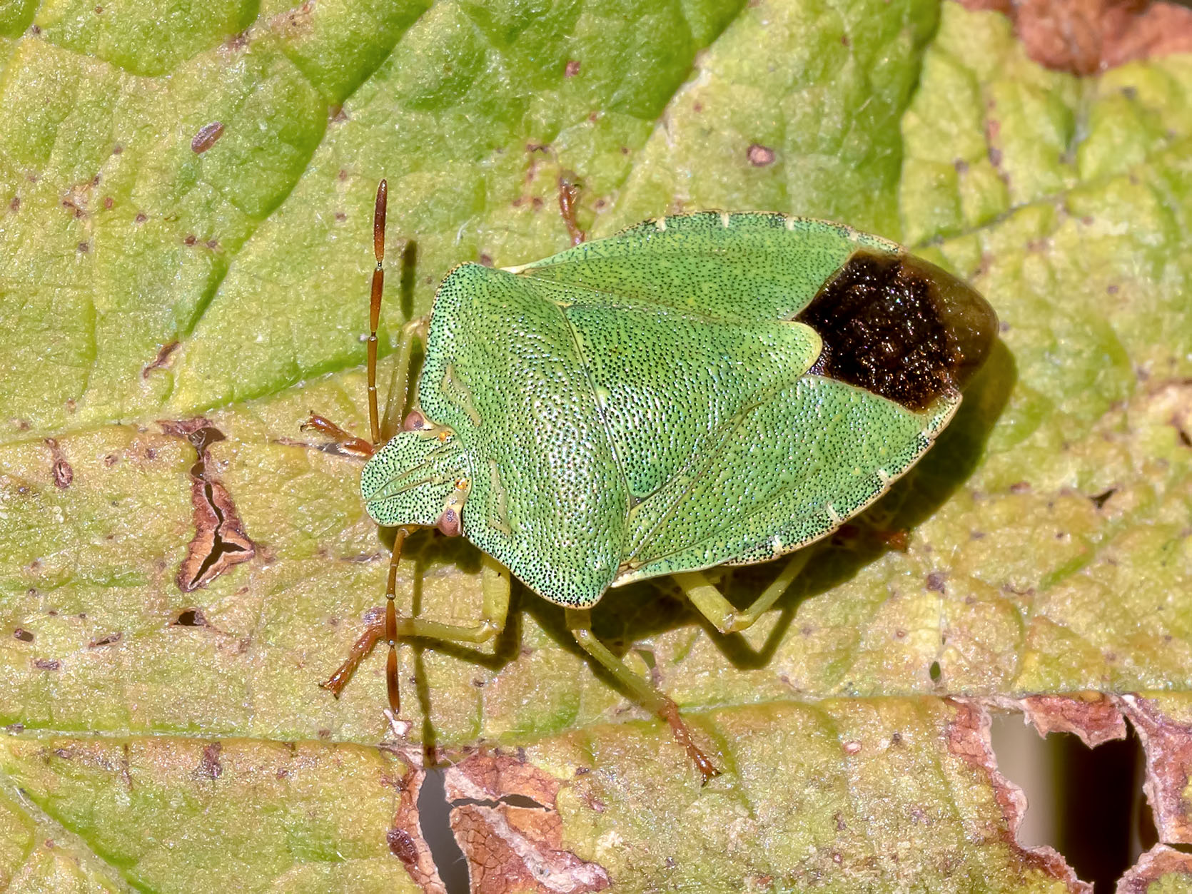 The NHBS Guide to UK Shieldbug Identification – Hoopoe – A blog by nhbs