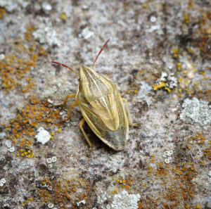 The NHBS Guide to UK Shieldbug Identification
