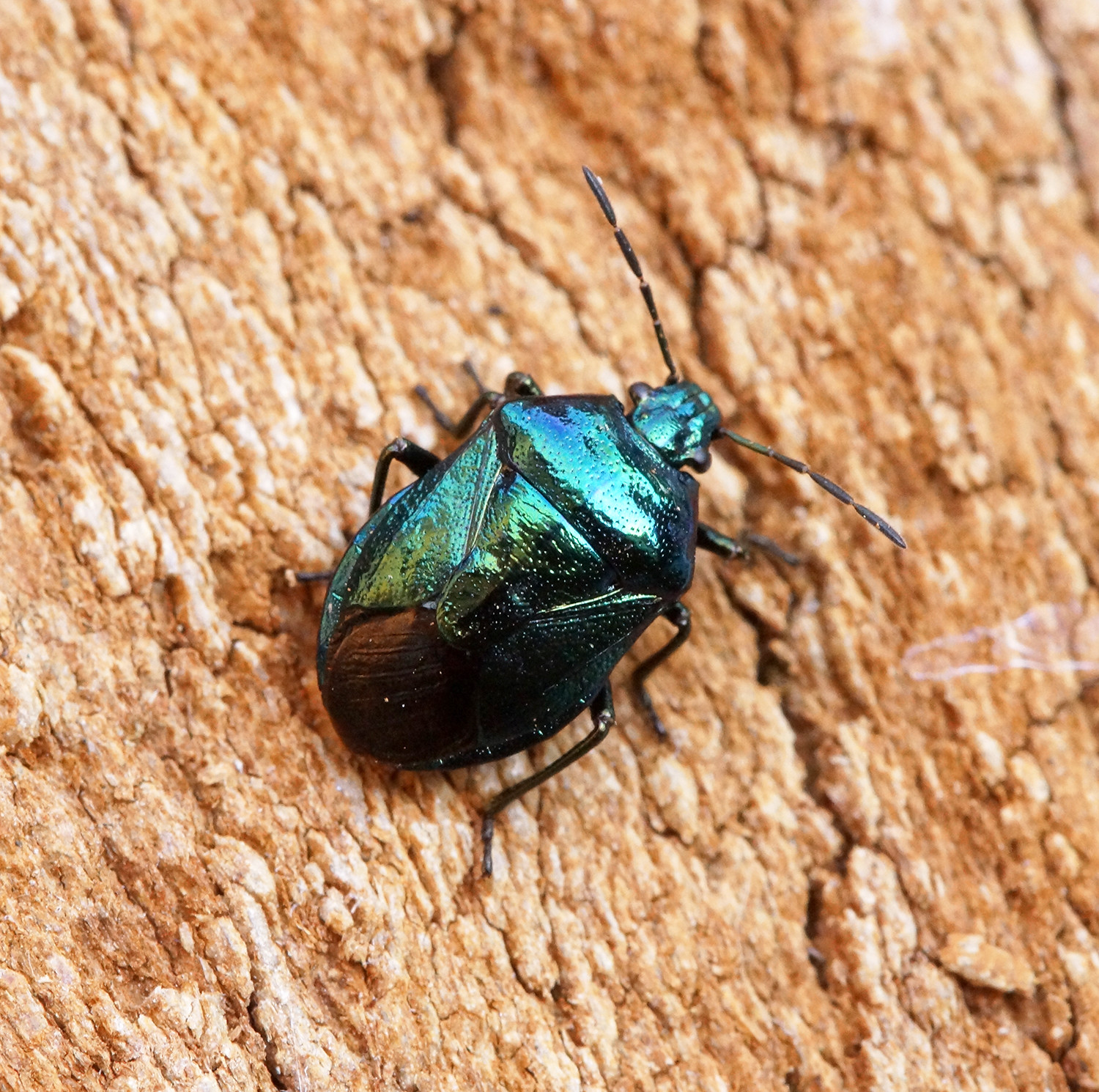 The NHBS Guide to UK Shieldbug Identification – Hoopoe – A blog by nhbs
