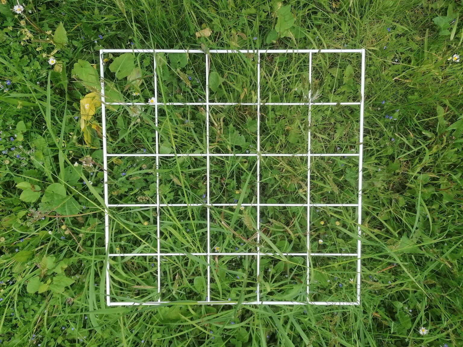 How to use a quadrat – Hoopoe – A blog by nhbs