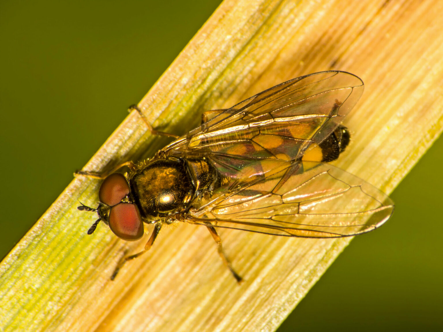 The NHBS Guide to UK Hoverflies: Part 1