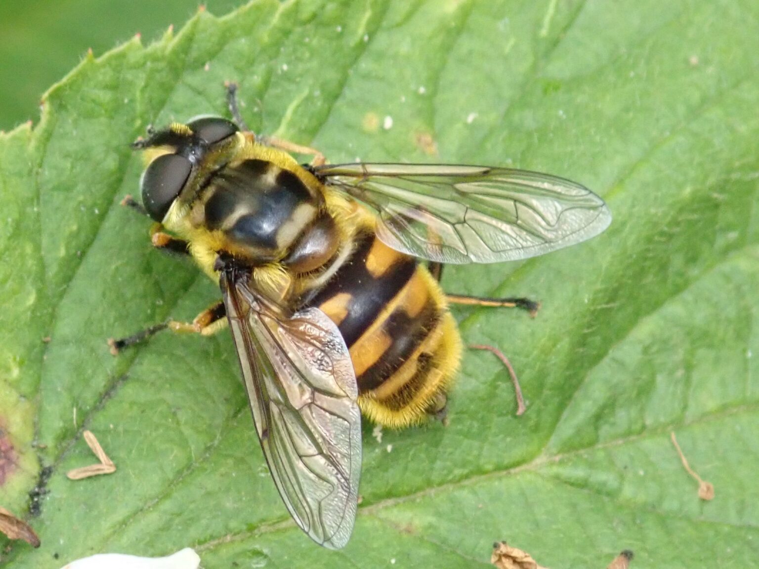 The NHBS Guide to UK Hoverflies: Part 1 – Hoopoe – A blog by nhbs