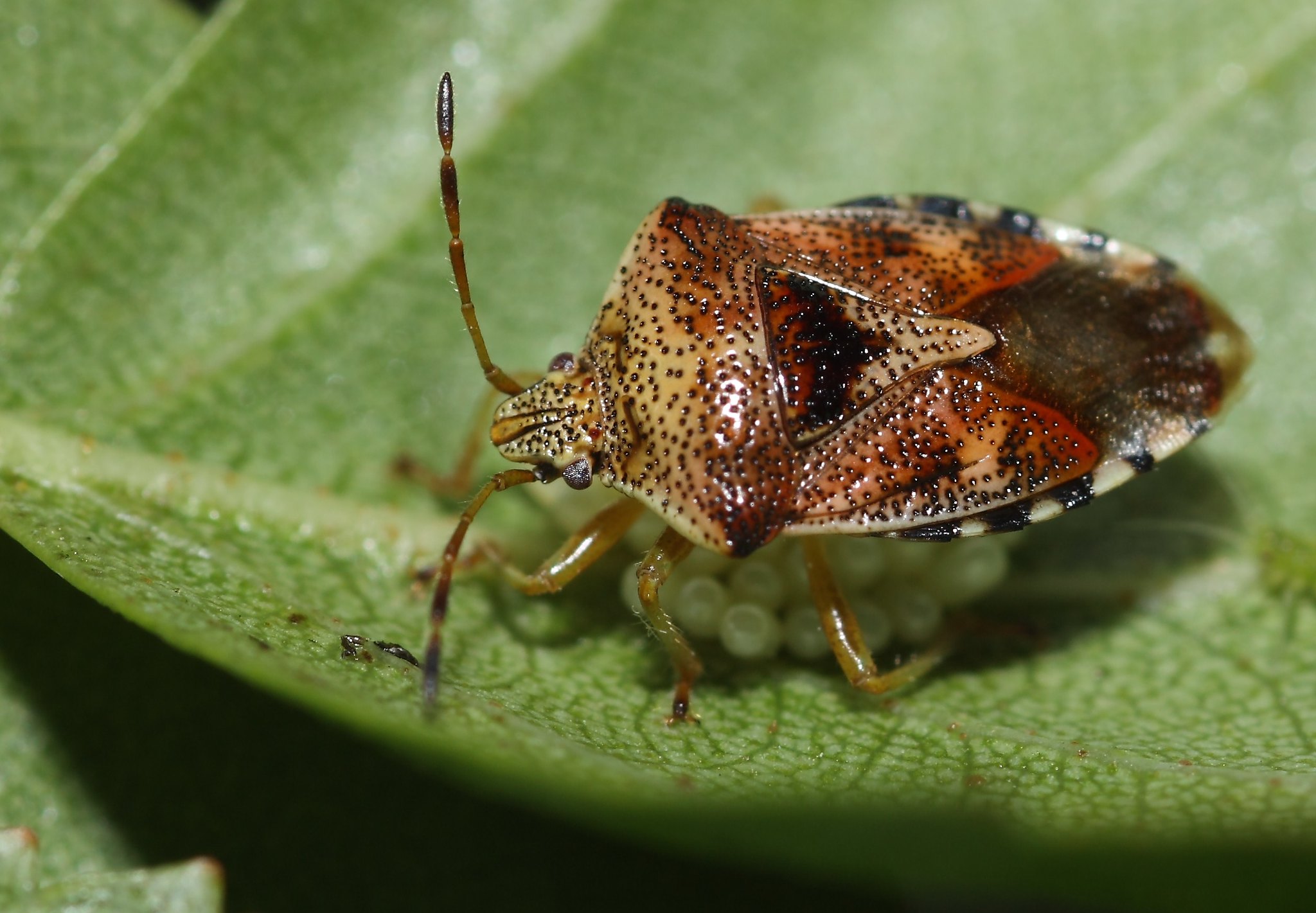 The NHBS Guide to UK Shieldbug Identification – Hoopoe – A blog by nhbs