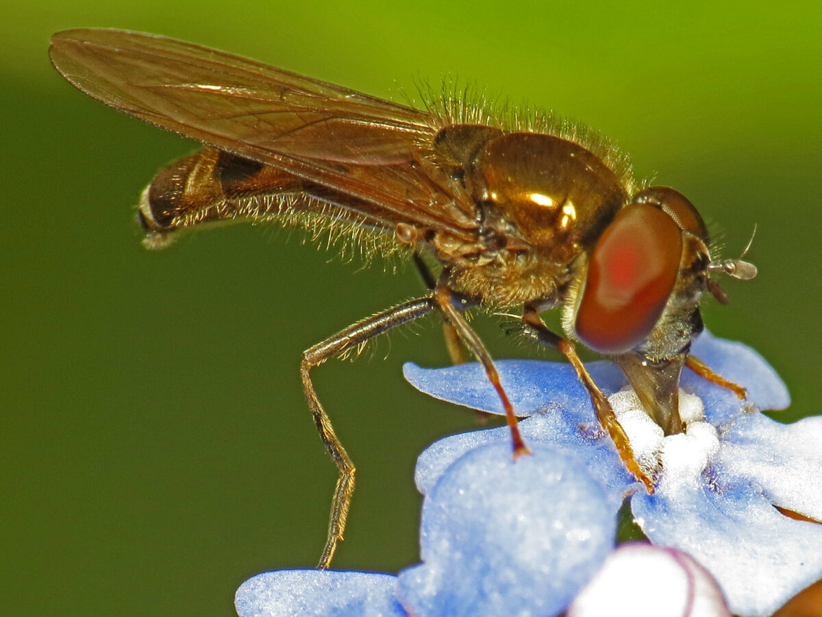 The NHBS Guide to UK Hoverflies: Part 1 – Hoopoe – A blog by nhbs