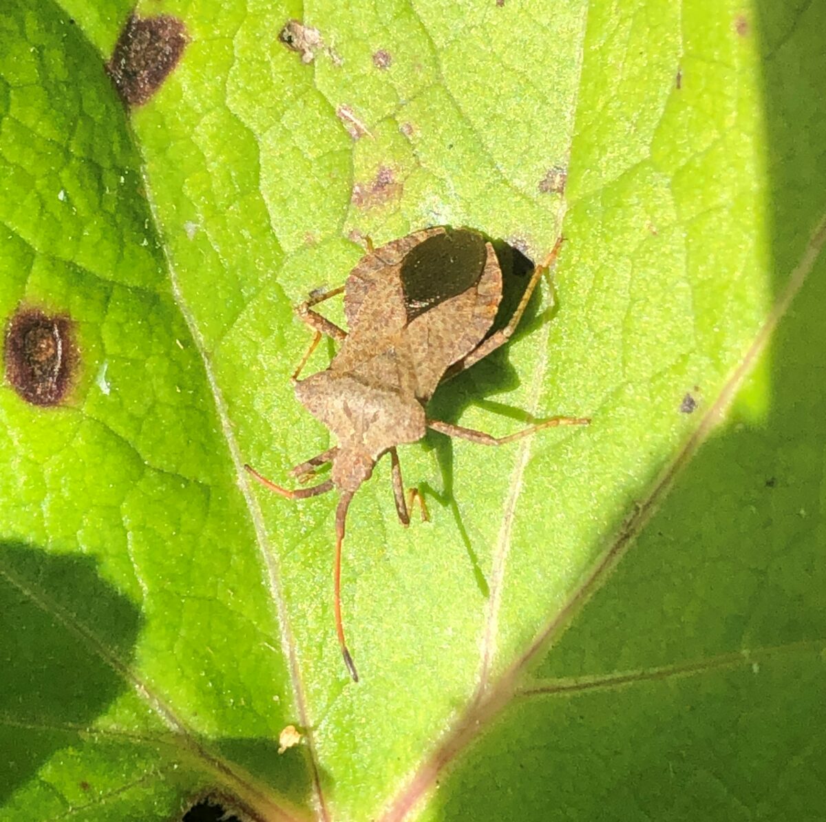 Testing the Guide: An Identification Guide to Garden Insects of Britain ...