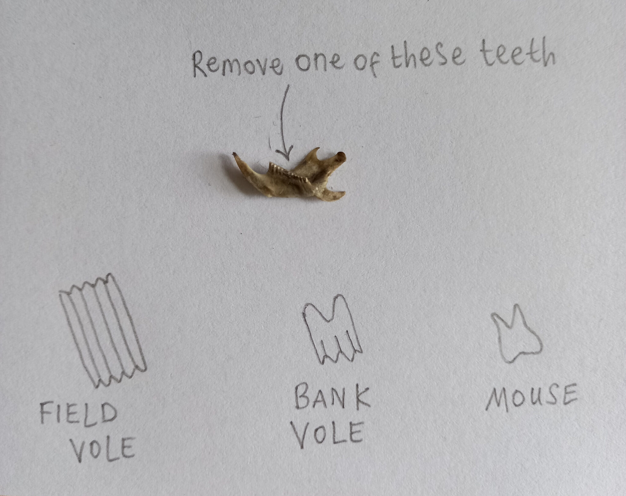Owl Pellet Dissection