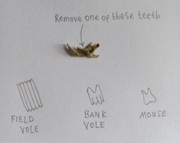 Hoopoe - A blog by nhbs