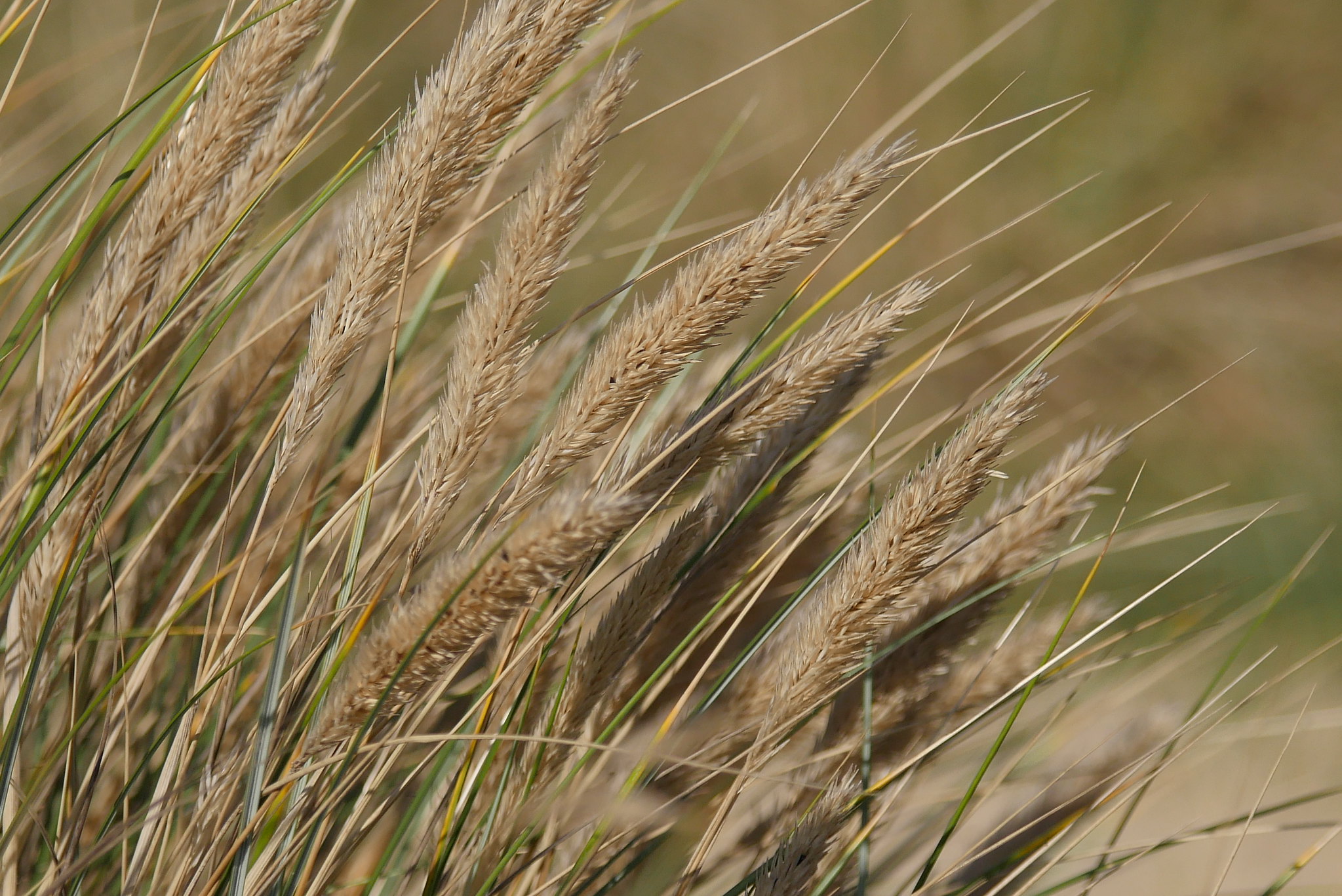 The NHBS Introduction to Habitats: Sand Dunes