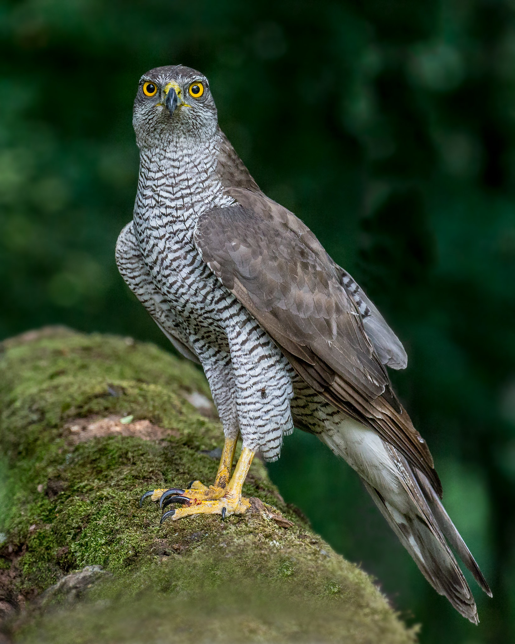 Book Review: Goshawk Summer: The Diary of an Extraordinary Season in ...