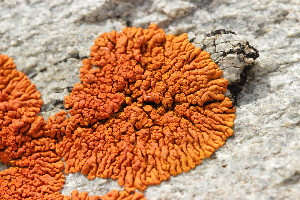 The NHBS Guide to UK Lichens