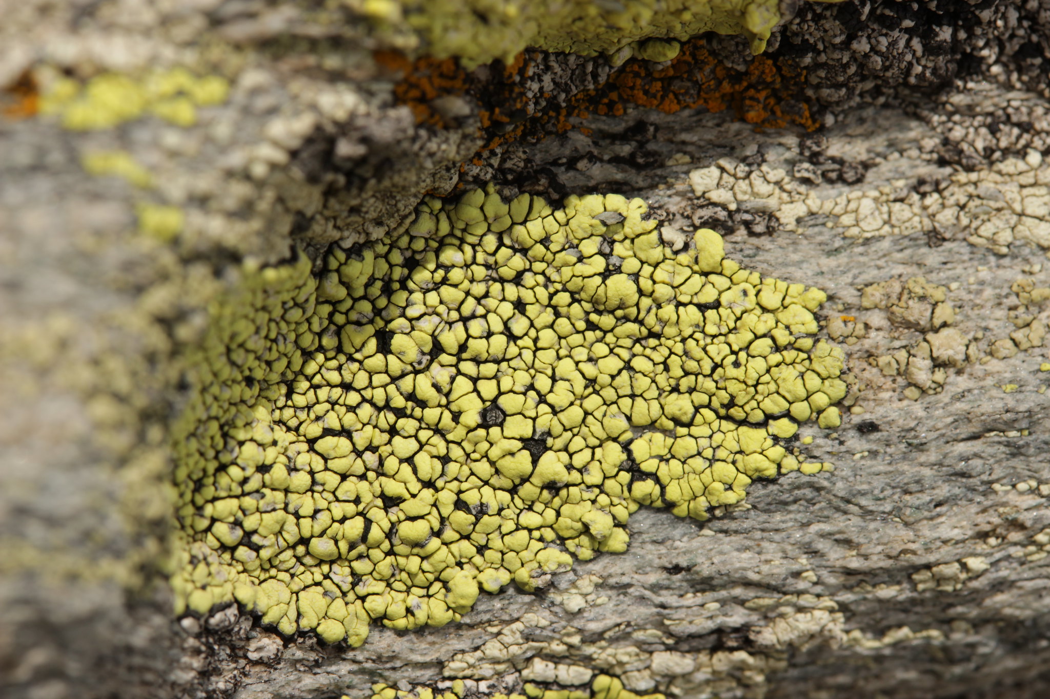 The NHBS Guide to UK Lichens – Hoopoe – A blog by nhbs