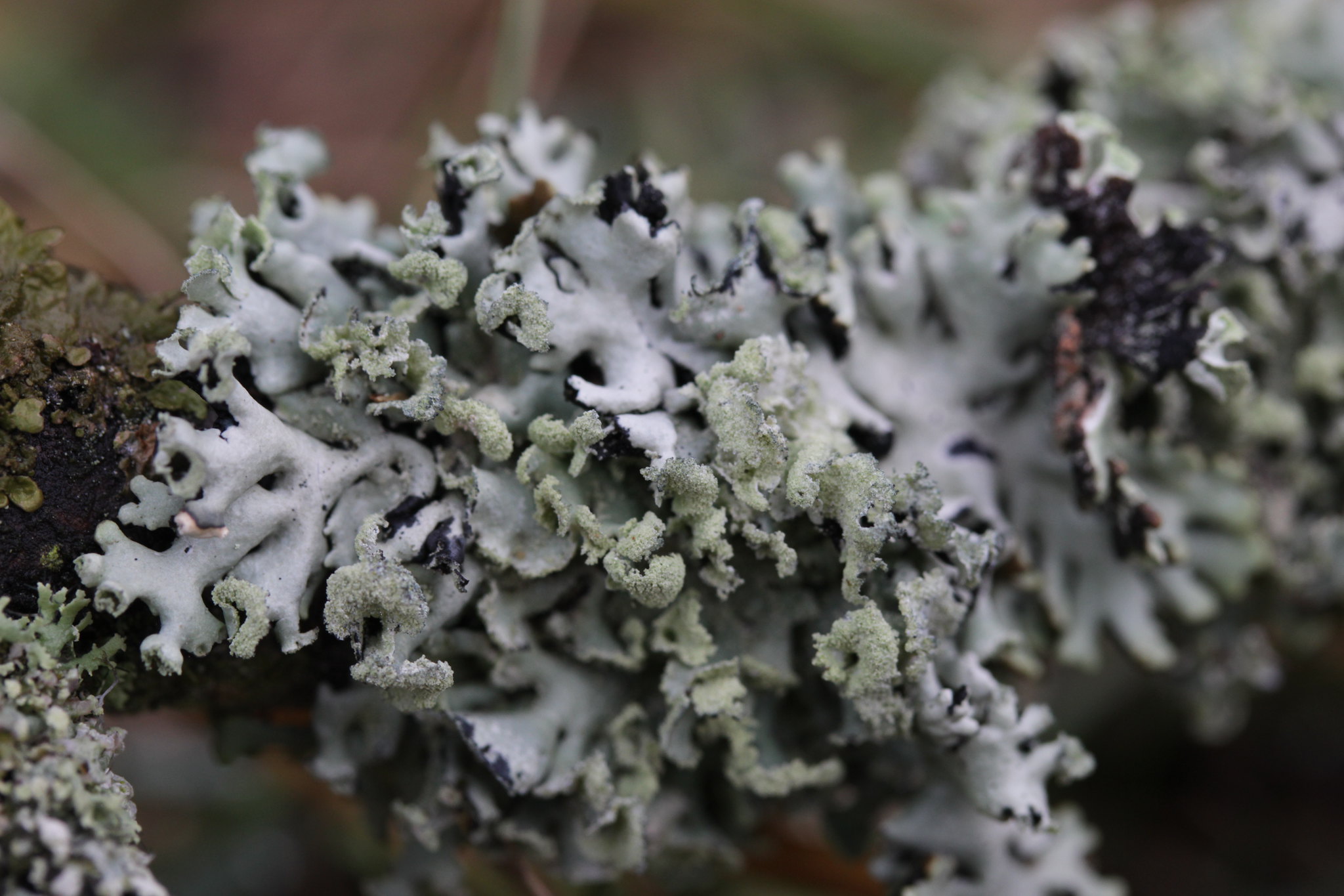 The NHBS Guide to UK Lichens