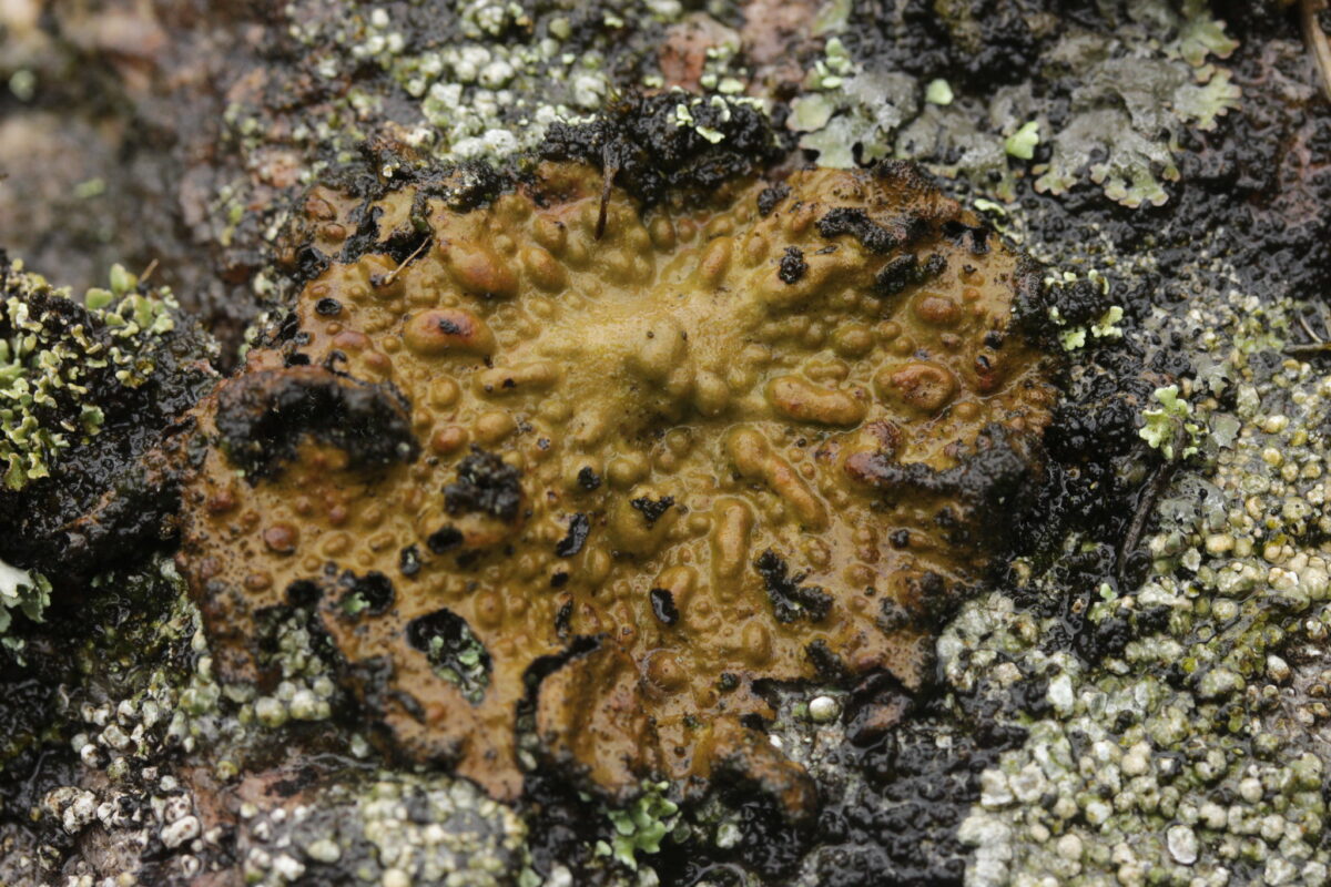 The NHBS Guide to UK Lichens