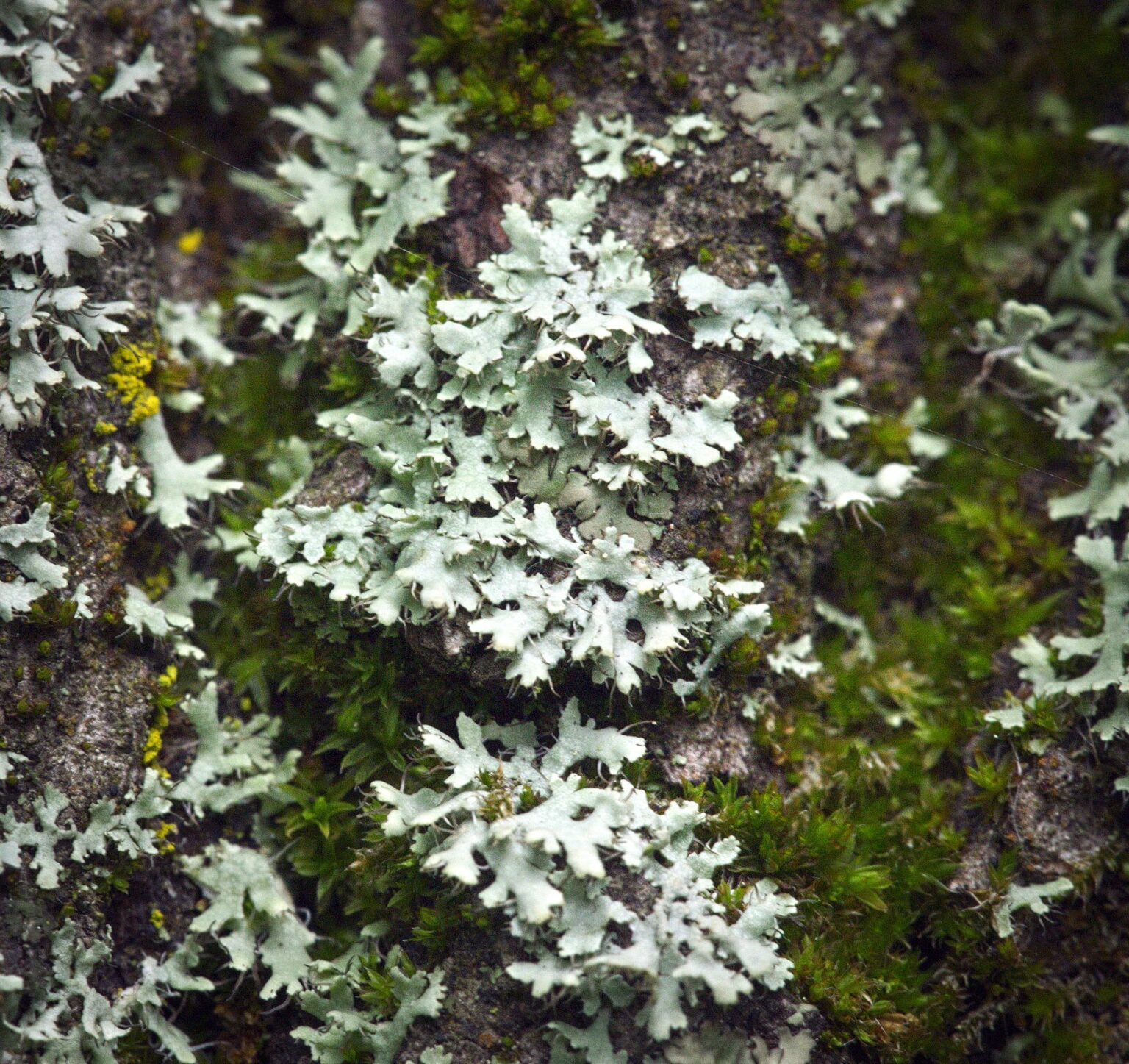 The NHBS Guide to UK Lichens – Hoopoe – A blog by nhbs