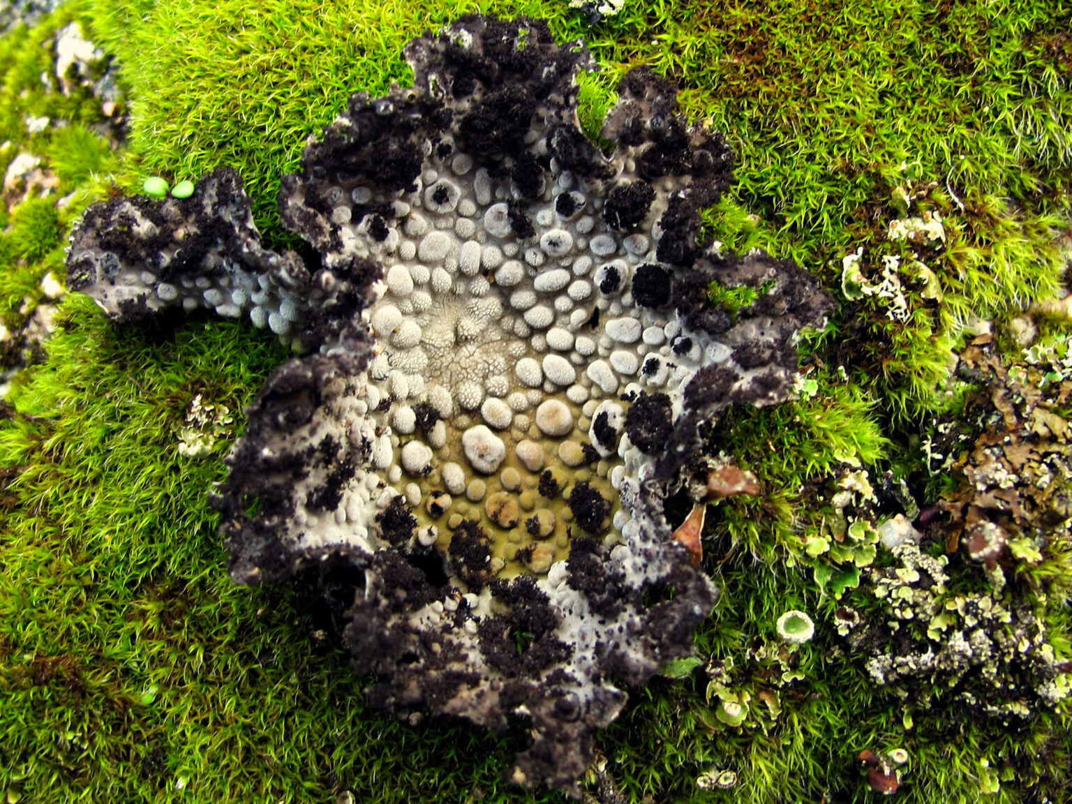 The NHBS Guide to UK Lichens