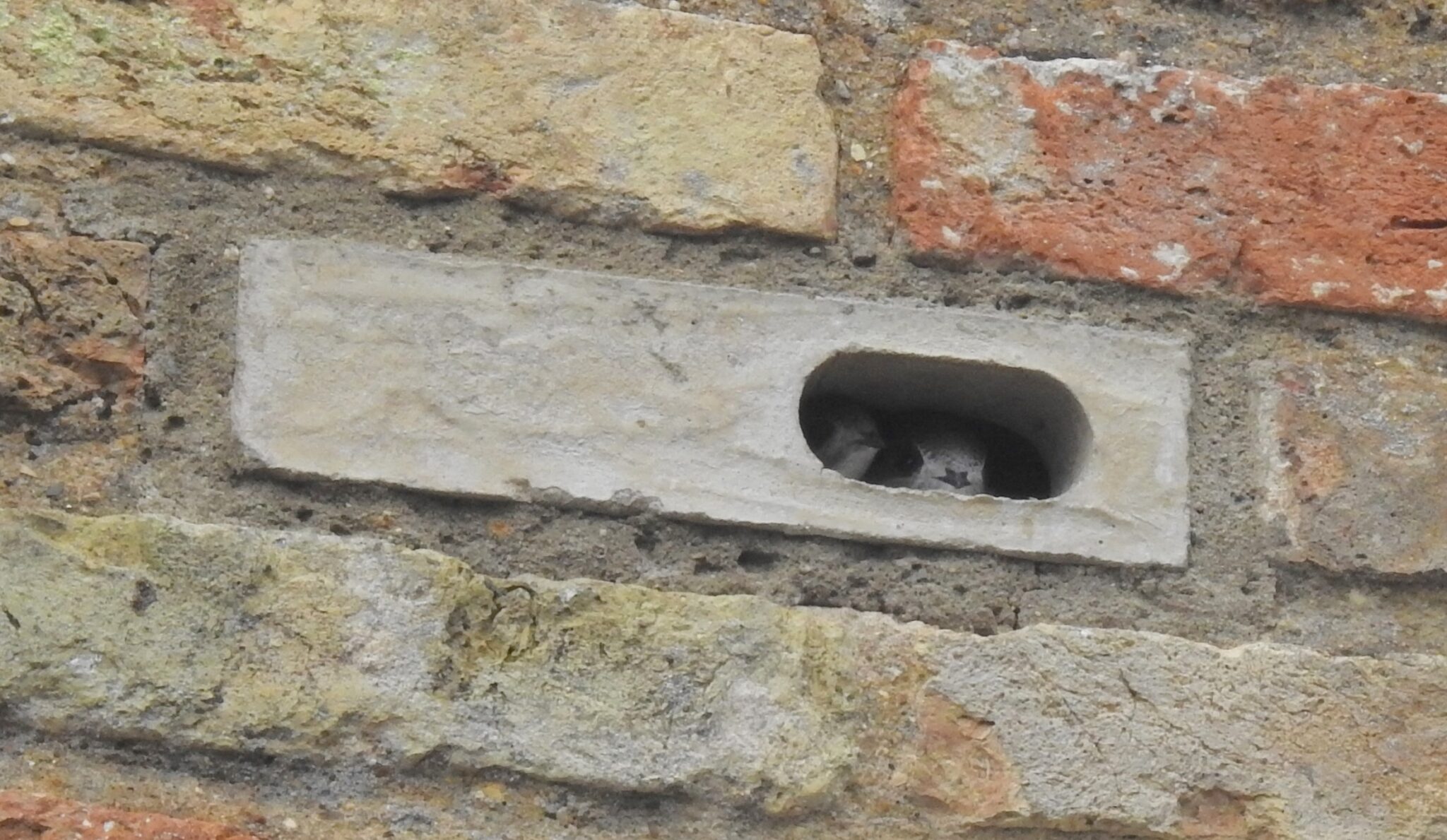 Universal nest bricks