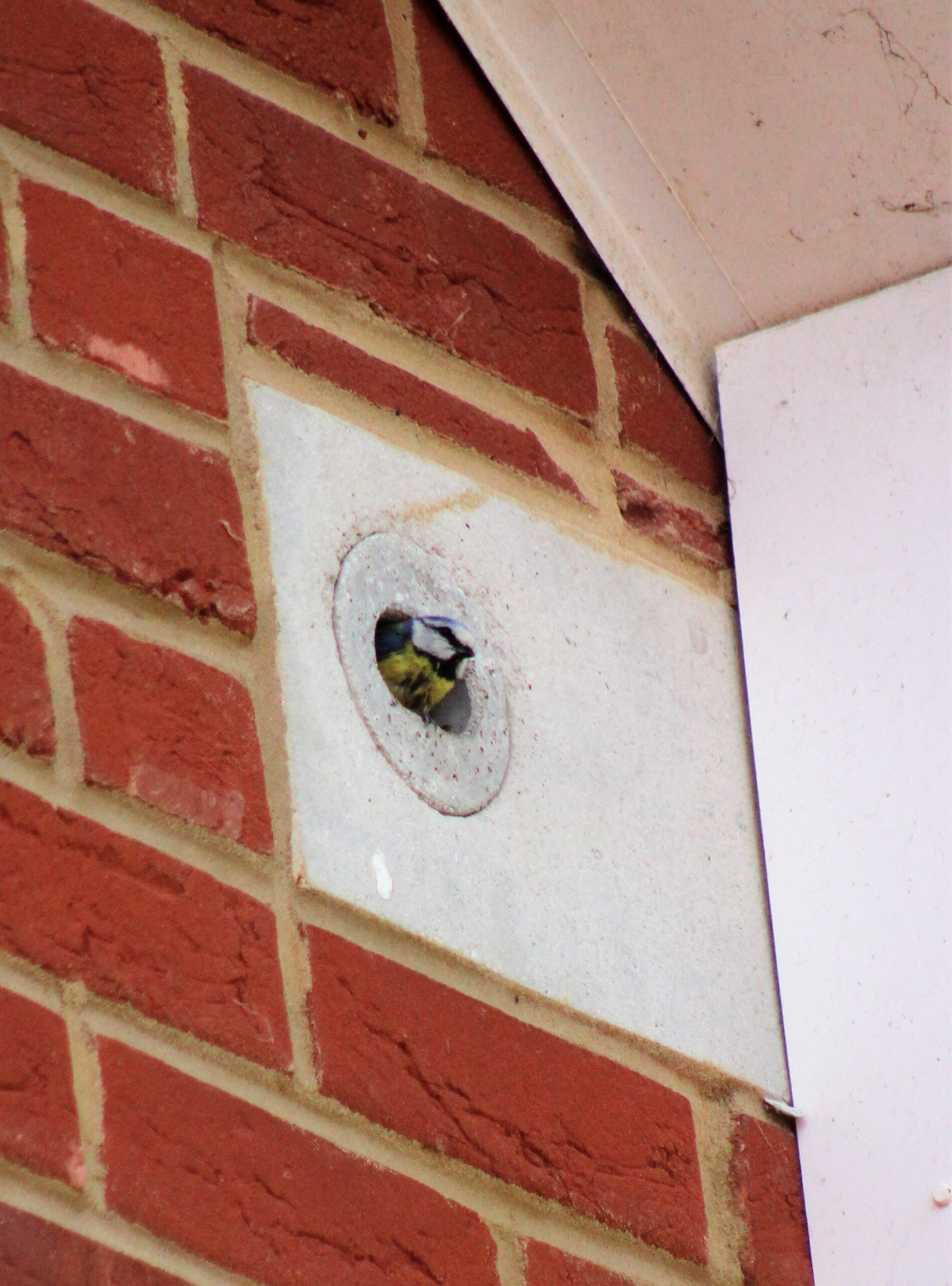 Universal nest bricks