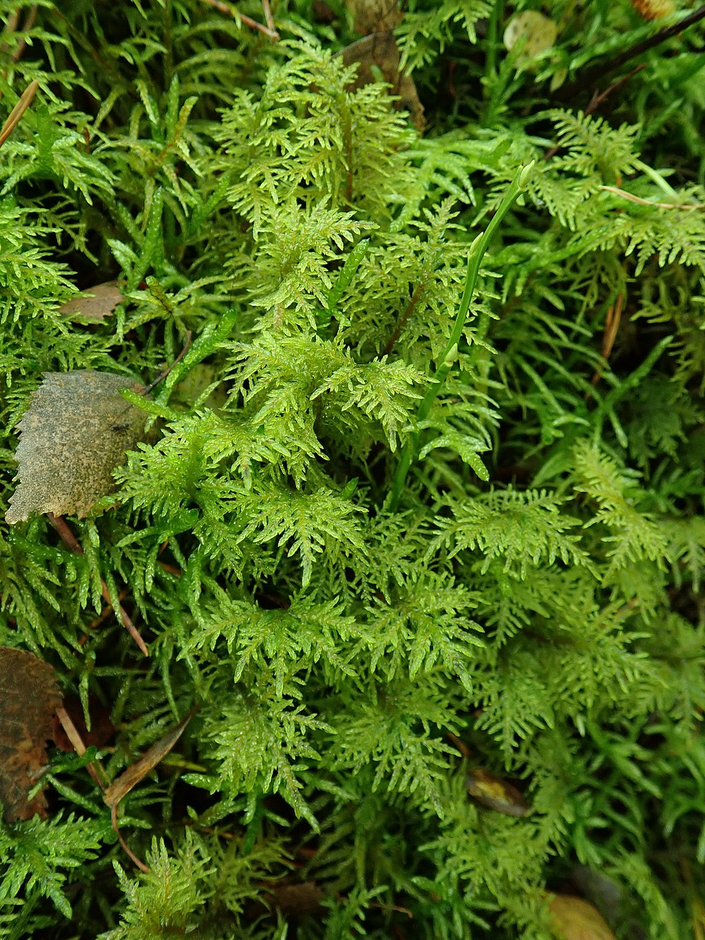 The NHBS Guide to UK Mosses – Hoopoe – A blog by nhbs