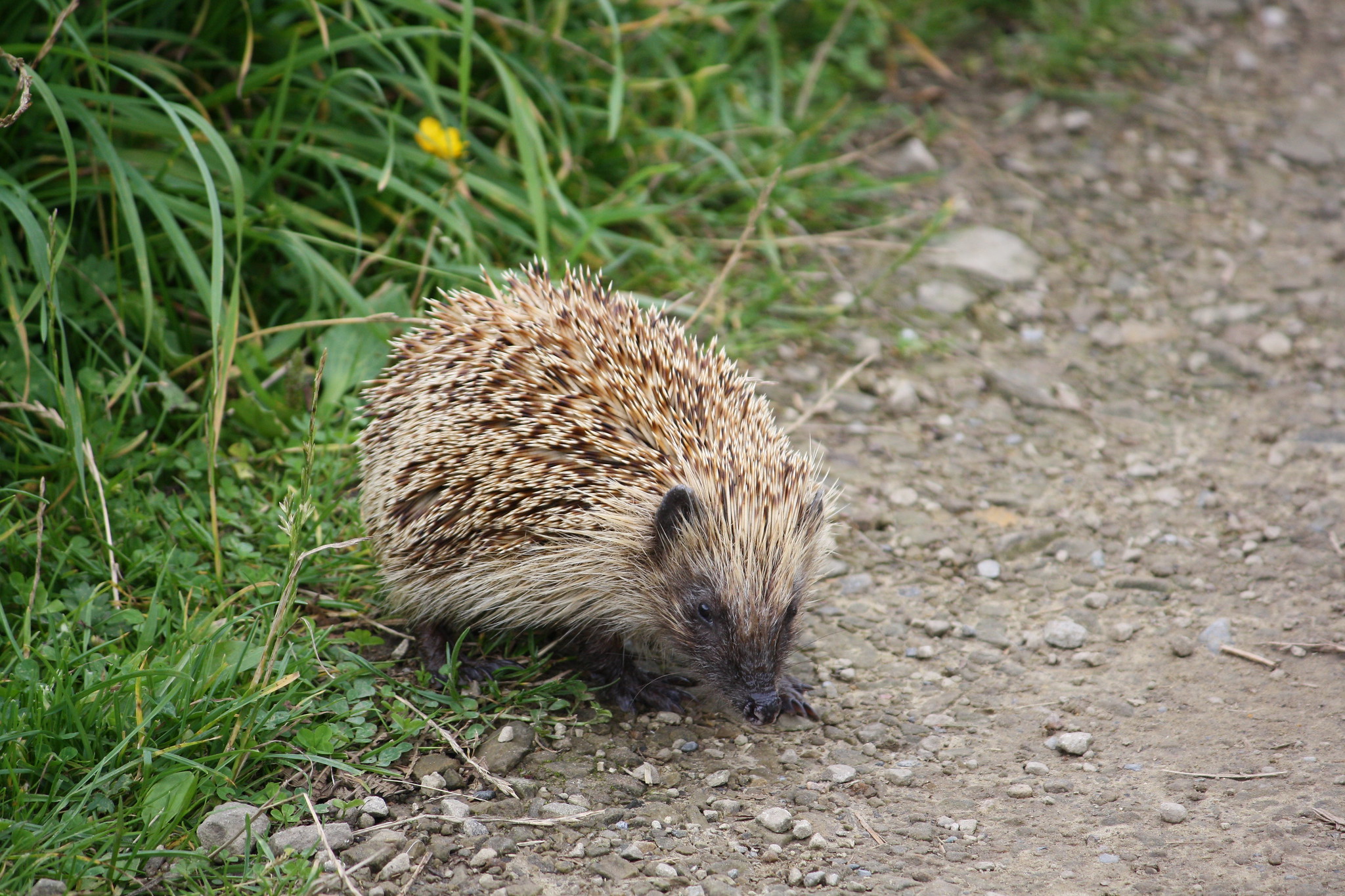 Book Review: Ghosts in the Hedgerow: A Hedgehog Whodunnit
