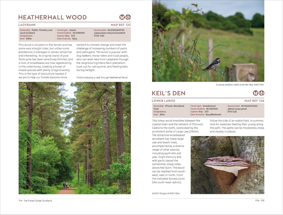 Author Interview with Gabriel Hemery: The Forest Guide Scotland