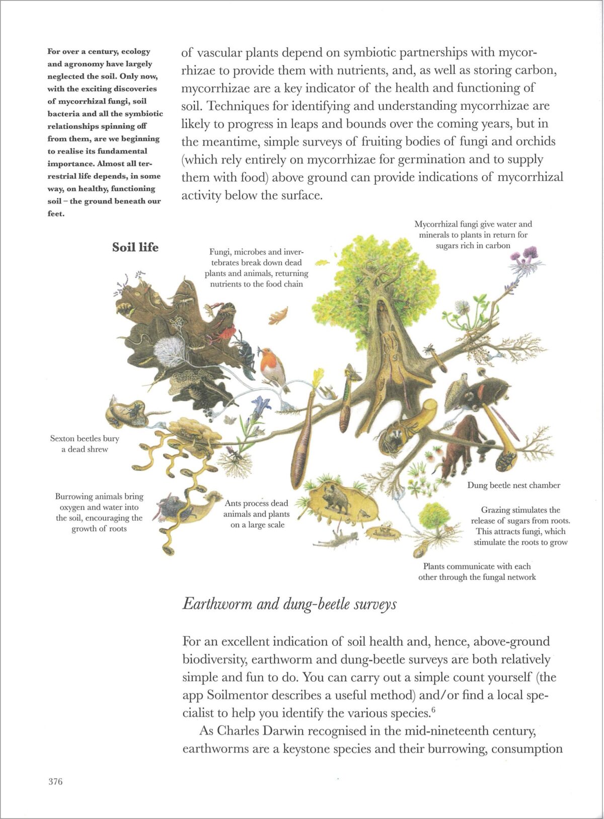 Author interview with Isabella Tree: The Book of Wilding