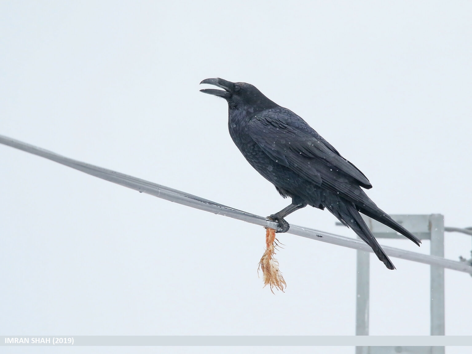 The NHBS Guide to UK Corvid Identification