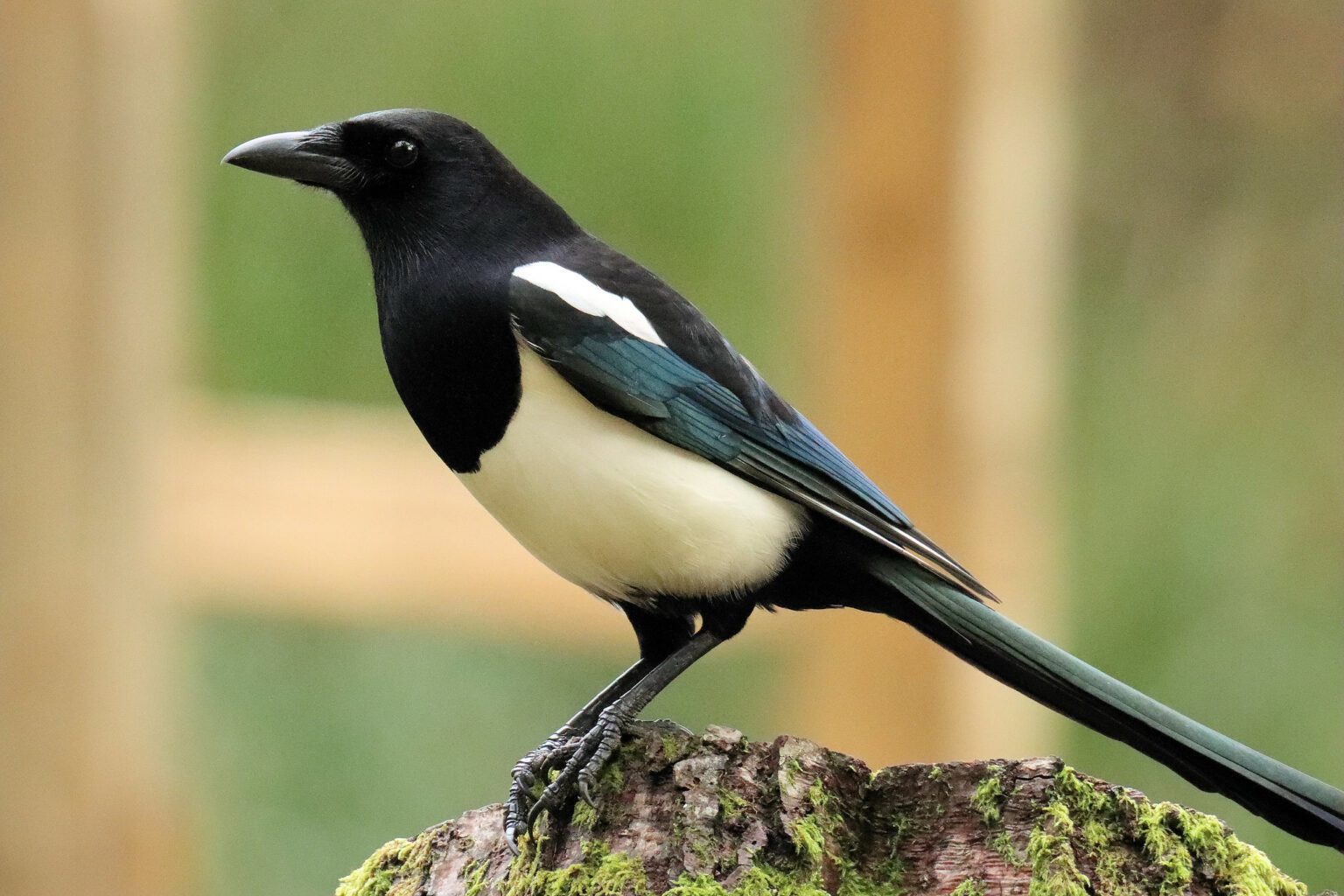 The NHBS Guide to UK Corvid Identification