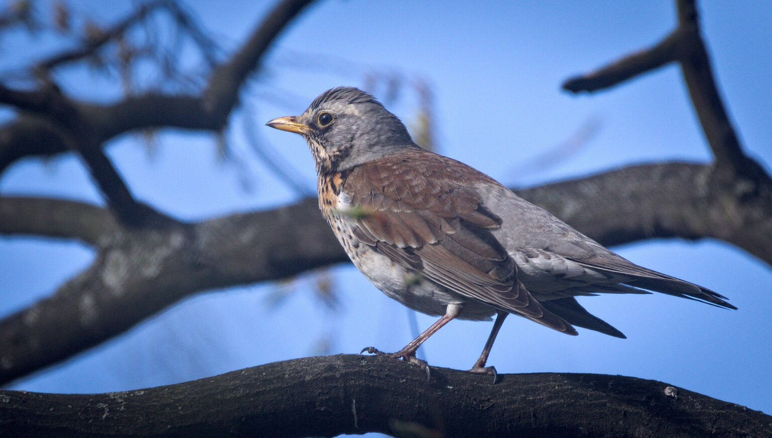 The NHBS Guide to UK Thrush Identification