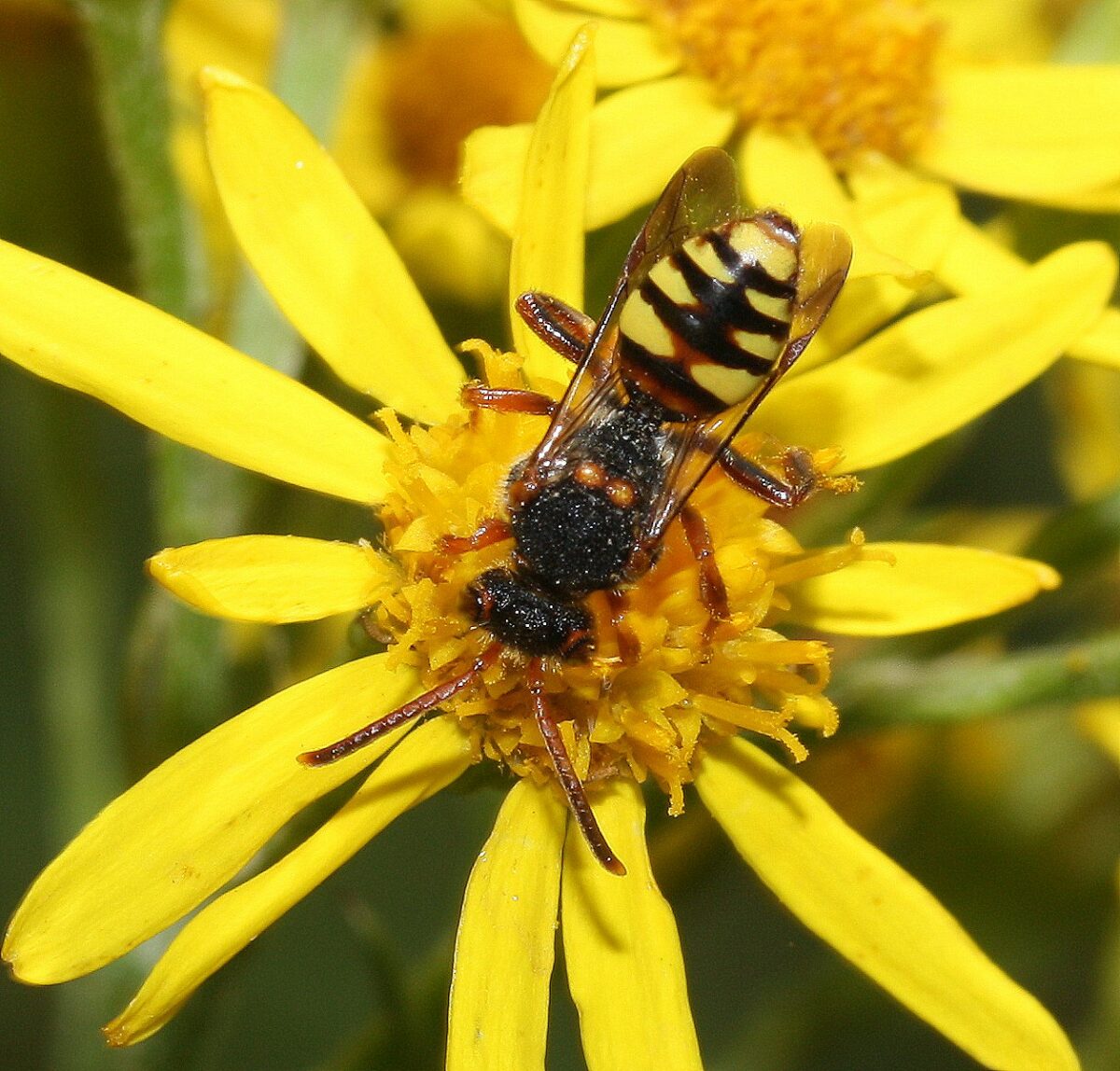 Author Interview with Ted Benton and Nick Owens: Solitary Bees