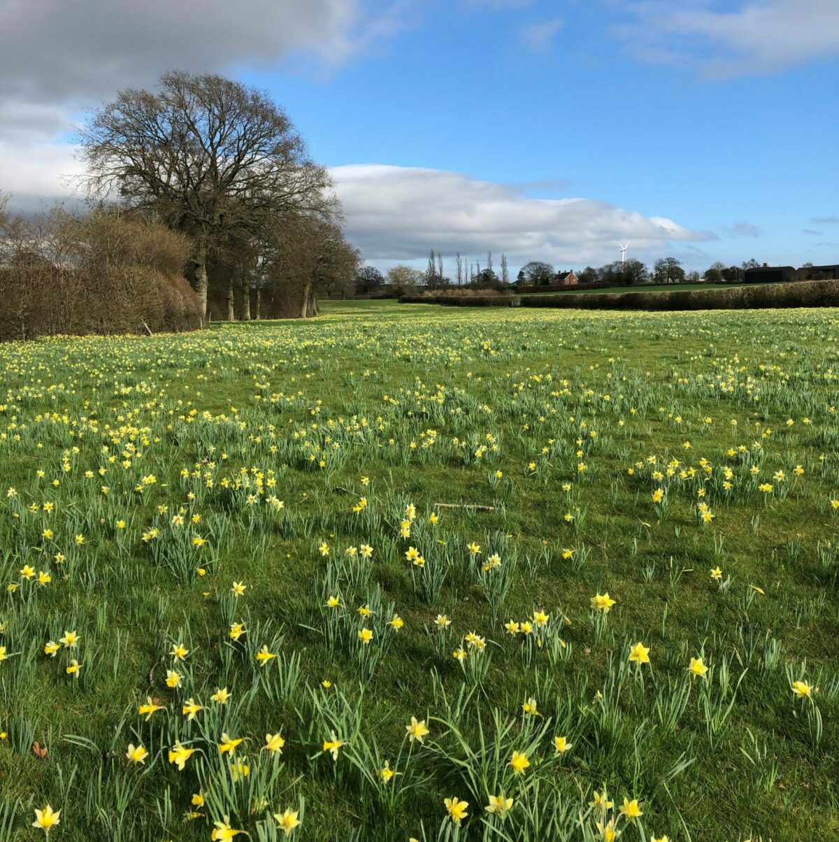 Lower Bridge Meadow. James Marsden – Hoopoe – A blog by nhbs