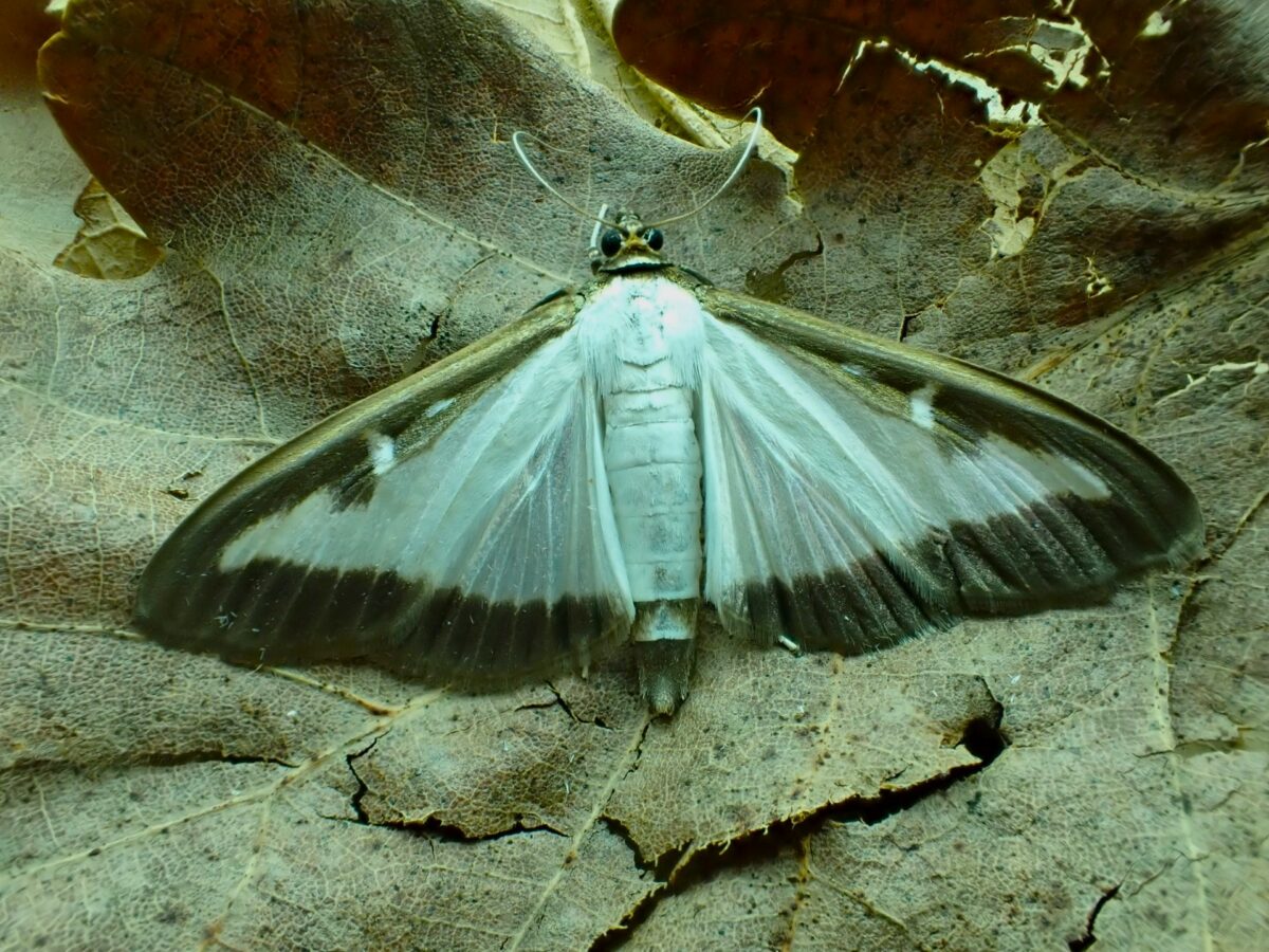 Author interview with Phil Sterling and Mark Parsons: Field Guide to ...