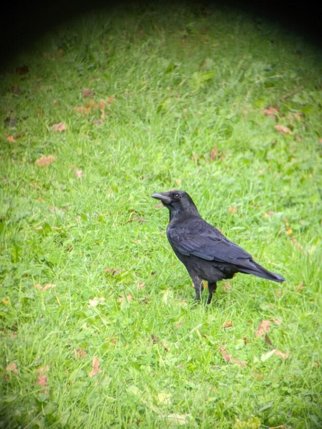 8 PNG – Hoopoe – A blog by nhbs