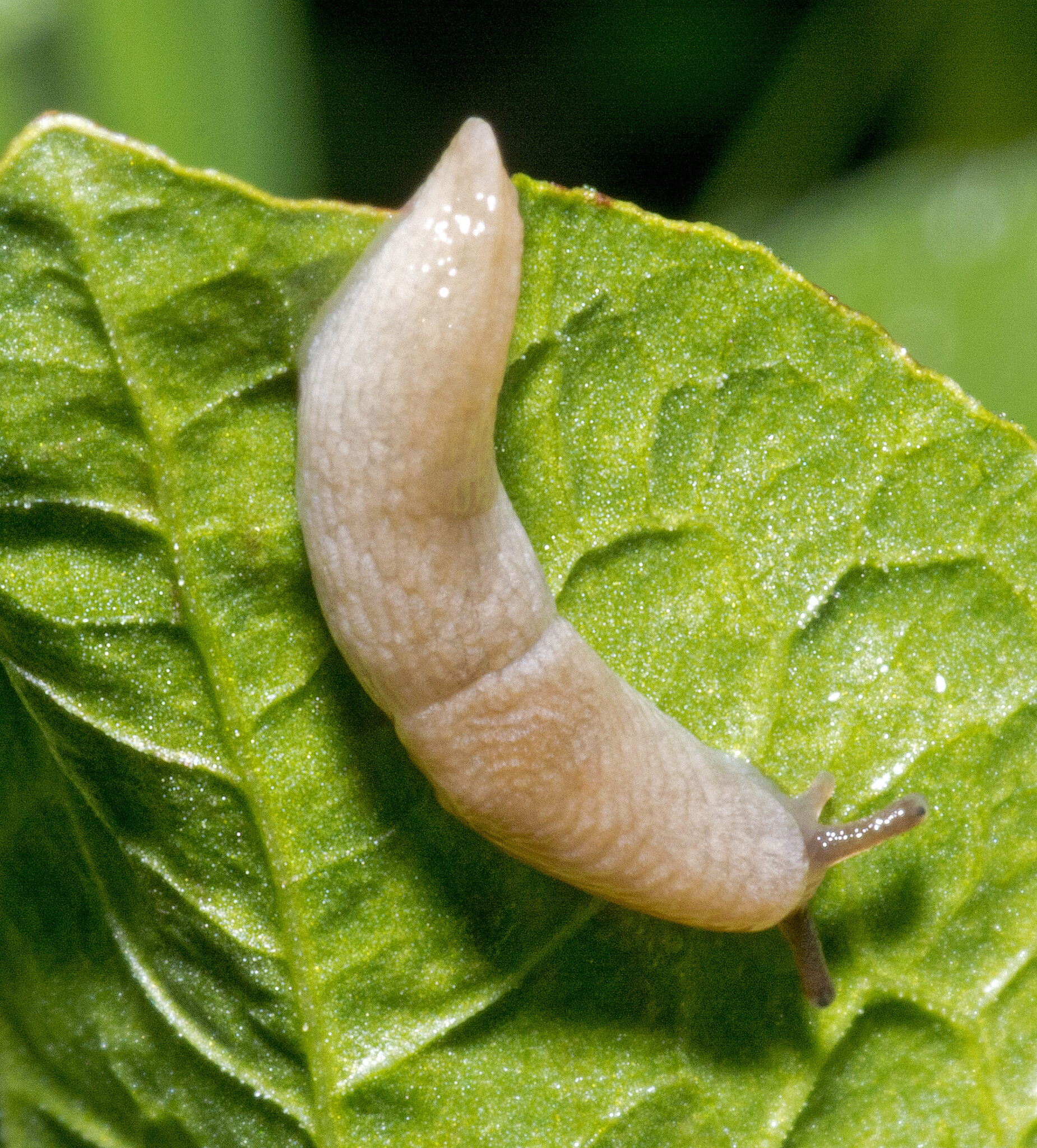 The NHBS Guide to UK Slug Identification