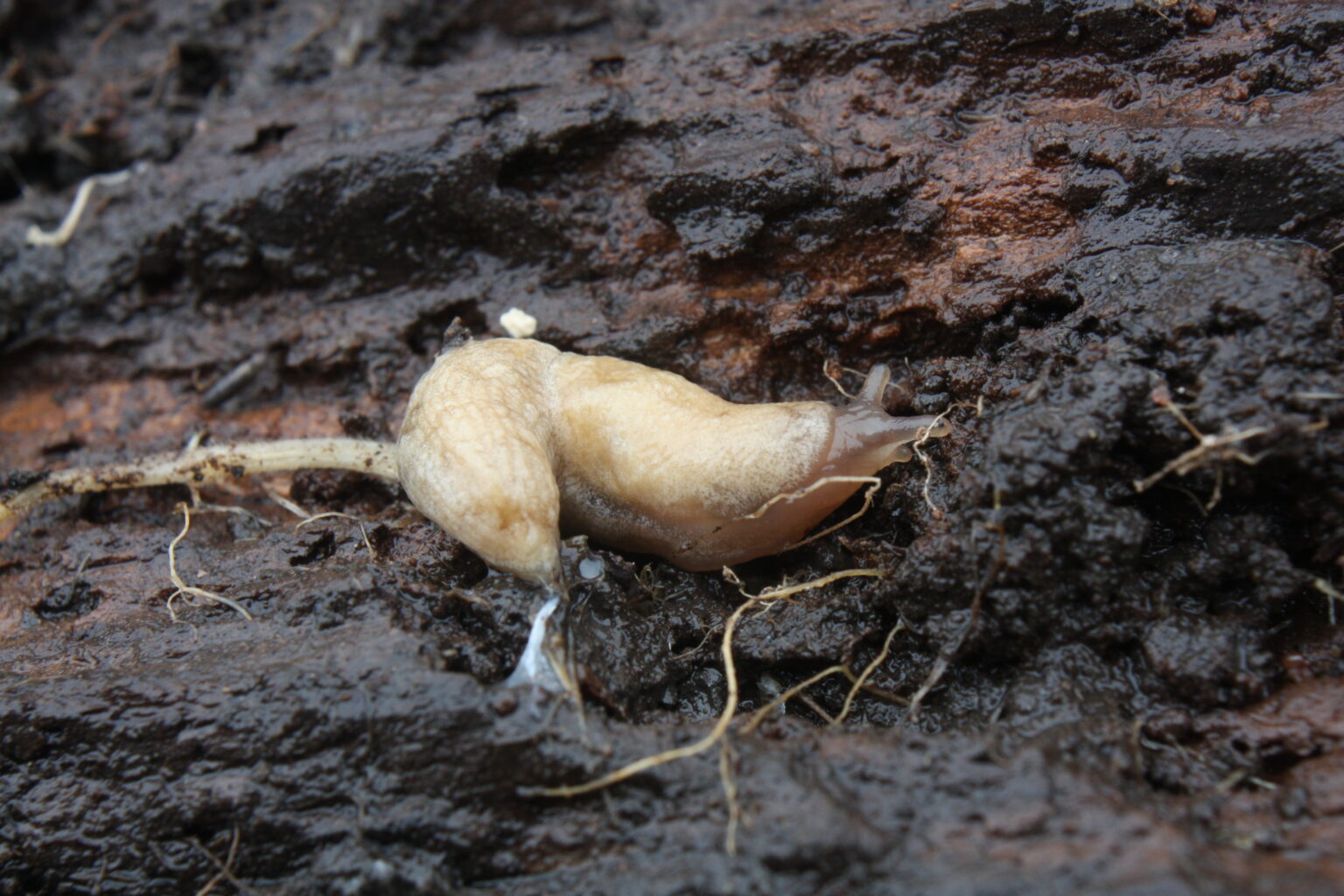 The NHBS Guide to UK Slug Identification – Hoopoe – A blog by nhbs