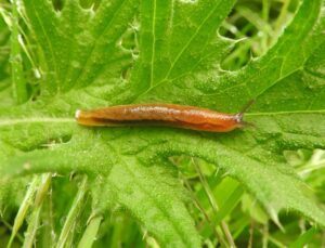 The NHBS Guide to UK Slug Identification – Hoopoe – A blog by nhbs