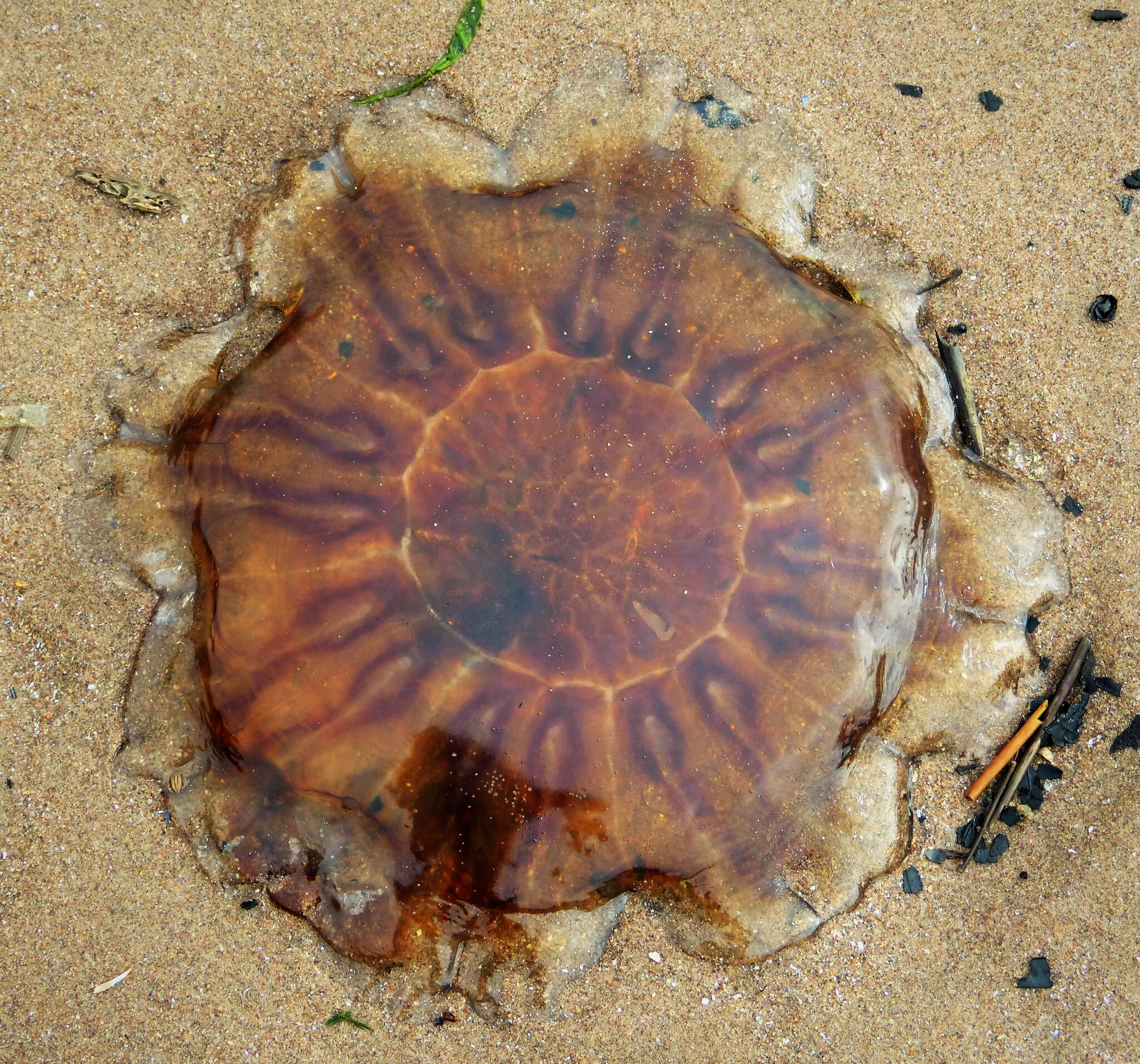 The NHBS Guide to UK Jellyfish and Hydrozoa Identification