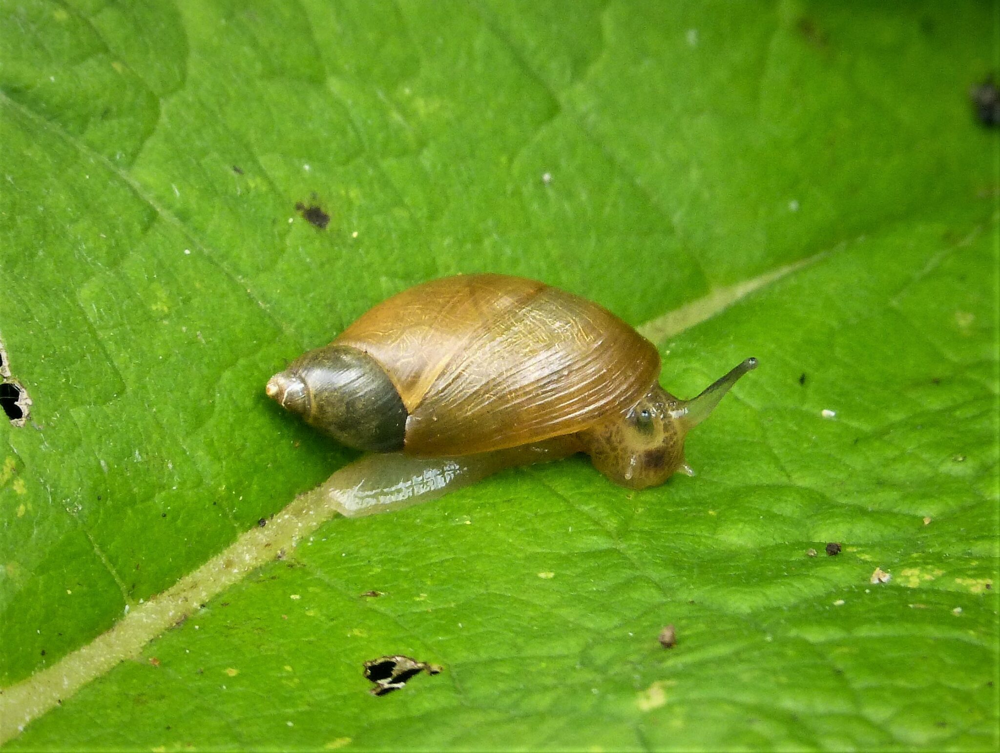 The NHBS Guide to UK Snail Identification