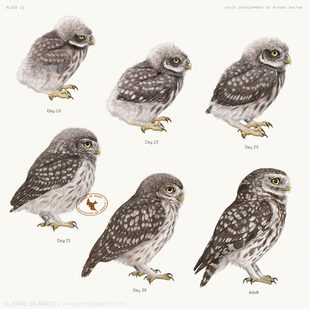 Interview with the authors of The Little Owl