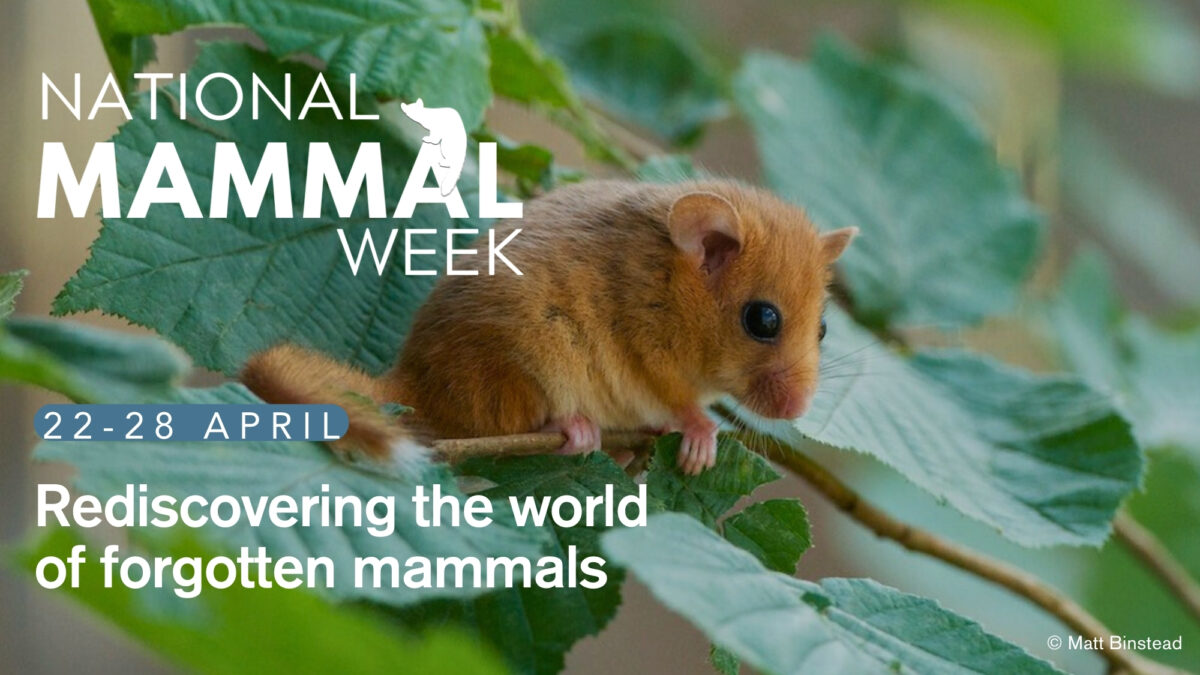 Q&A with Matt Larsen-Daw and Alana Scott: Celebrating 70 years of the Mammal Society