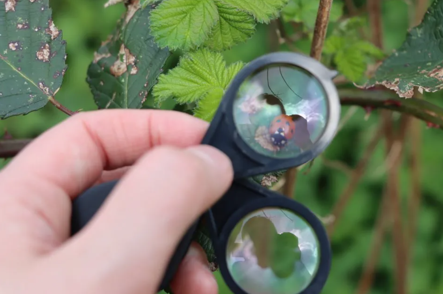 Double Loupe Hand Lens – Hoopoe – A blog by nhbs