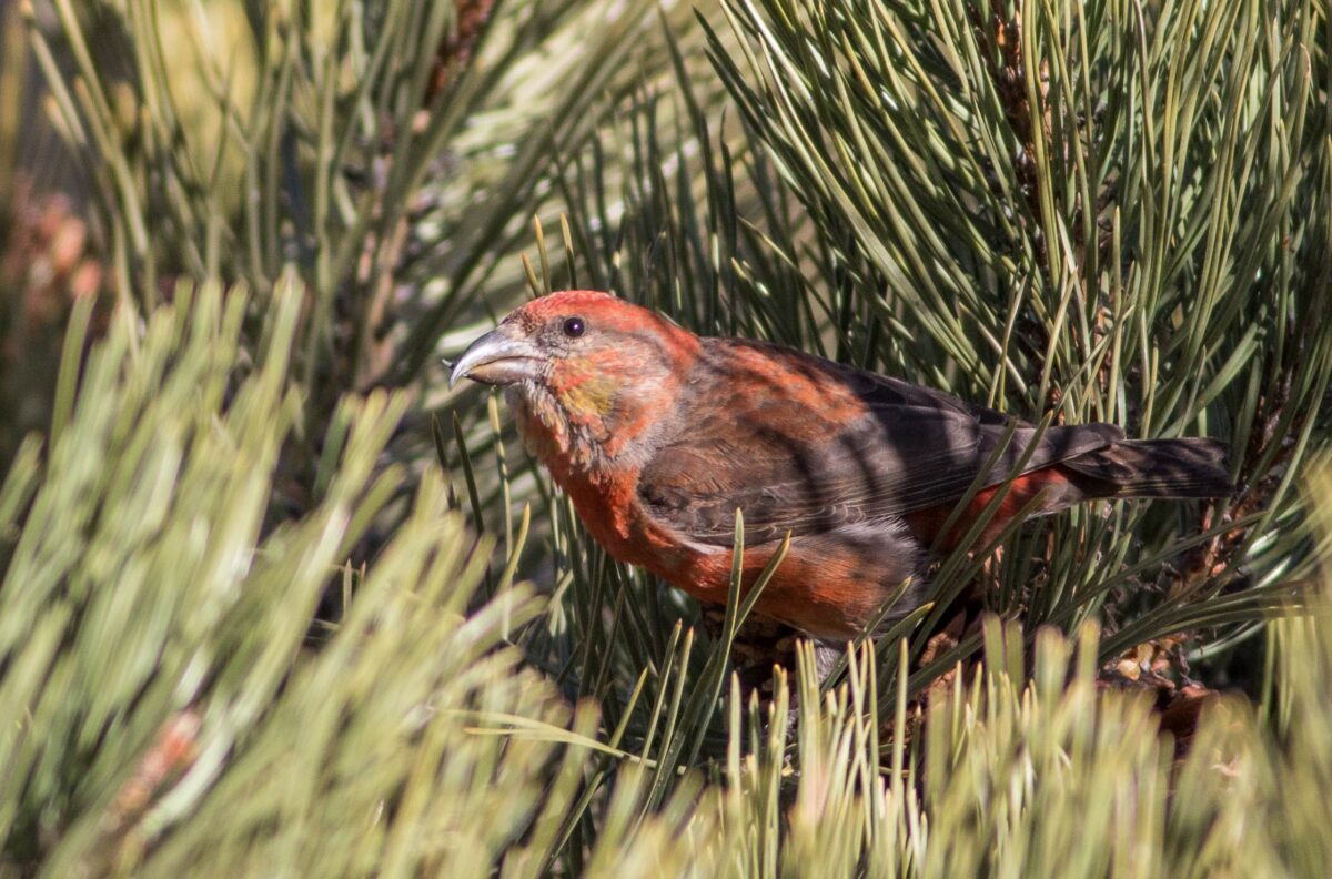 The NHBS Guide to UK Finch Identification – Hoopoe – A blog by nhbs