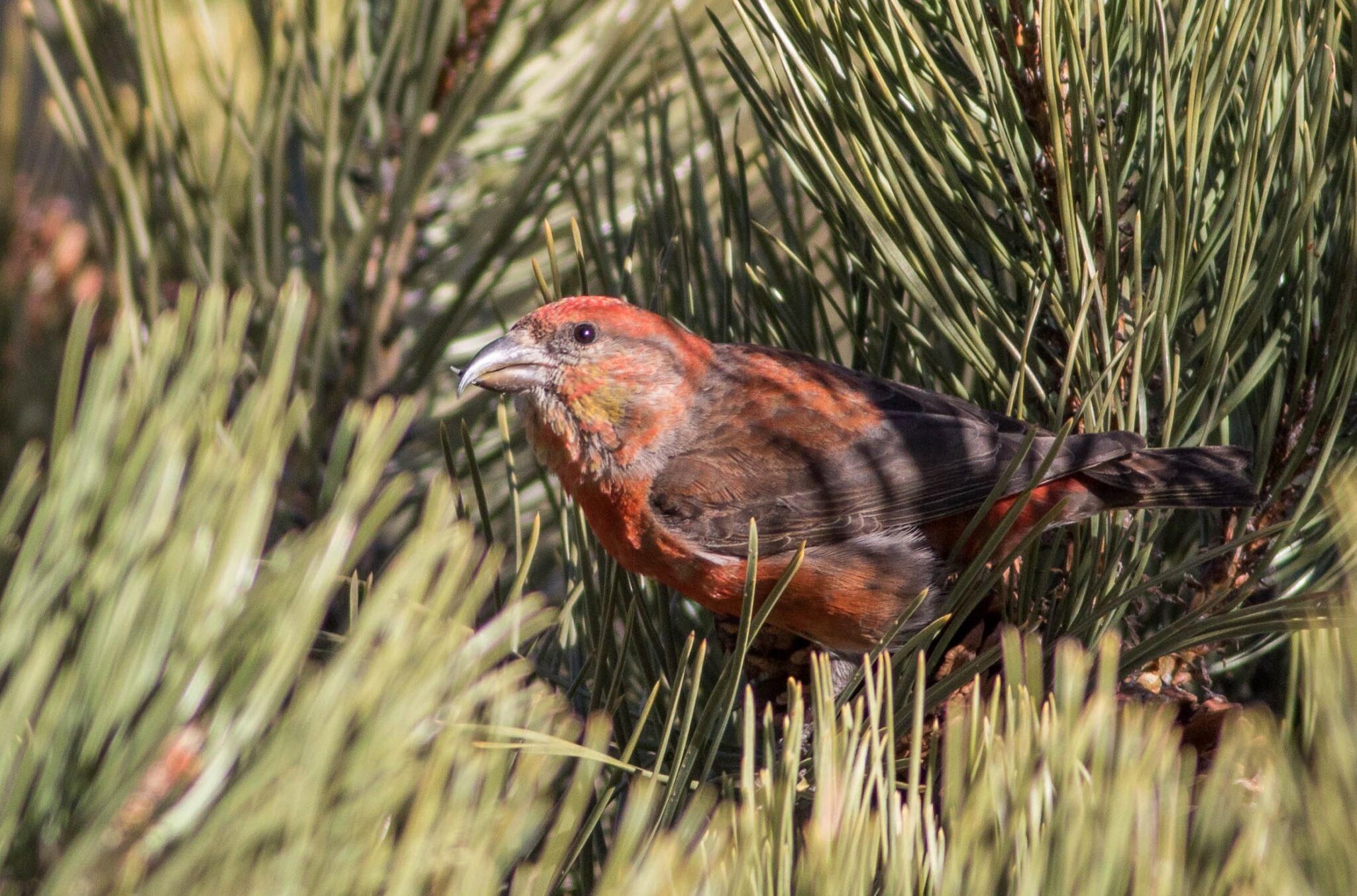 The NHBS Guide to UK Finch Identification – Hoopoe – A blog by nhbs