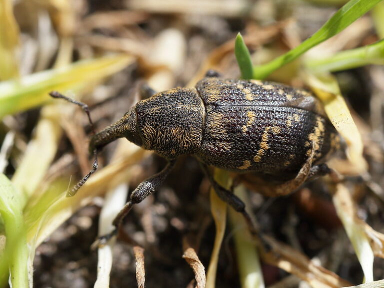 The NHBS Guide to UK Weevil Identification