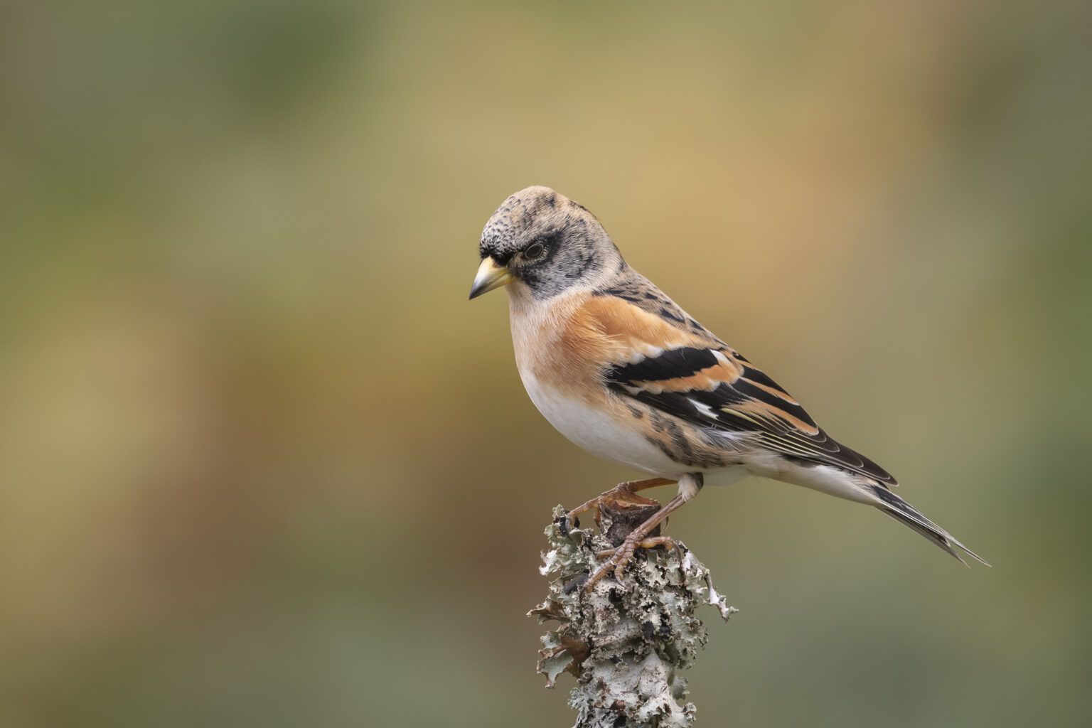 The NHBS Guide to UK Finch Identification – Hoopoe – A blog by nhbs