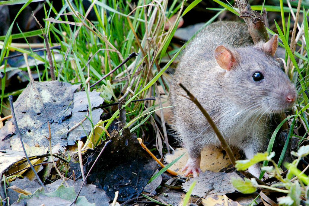 Wild rat. – Hoopoe – A blog by nhbs