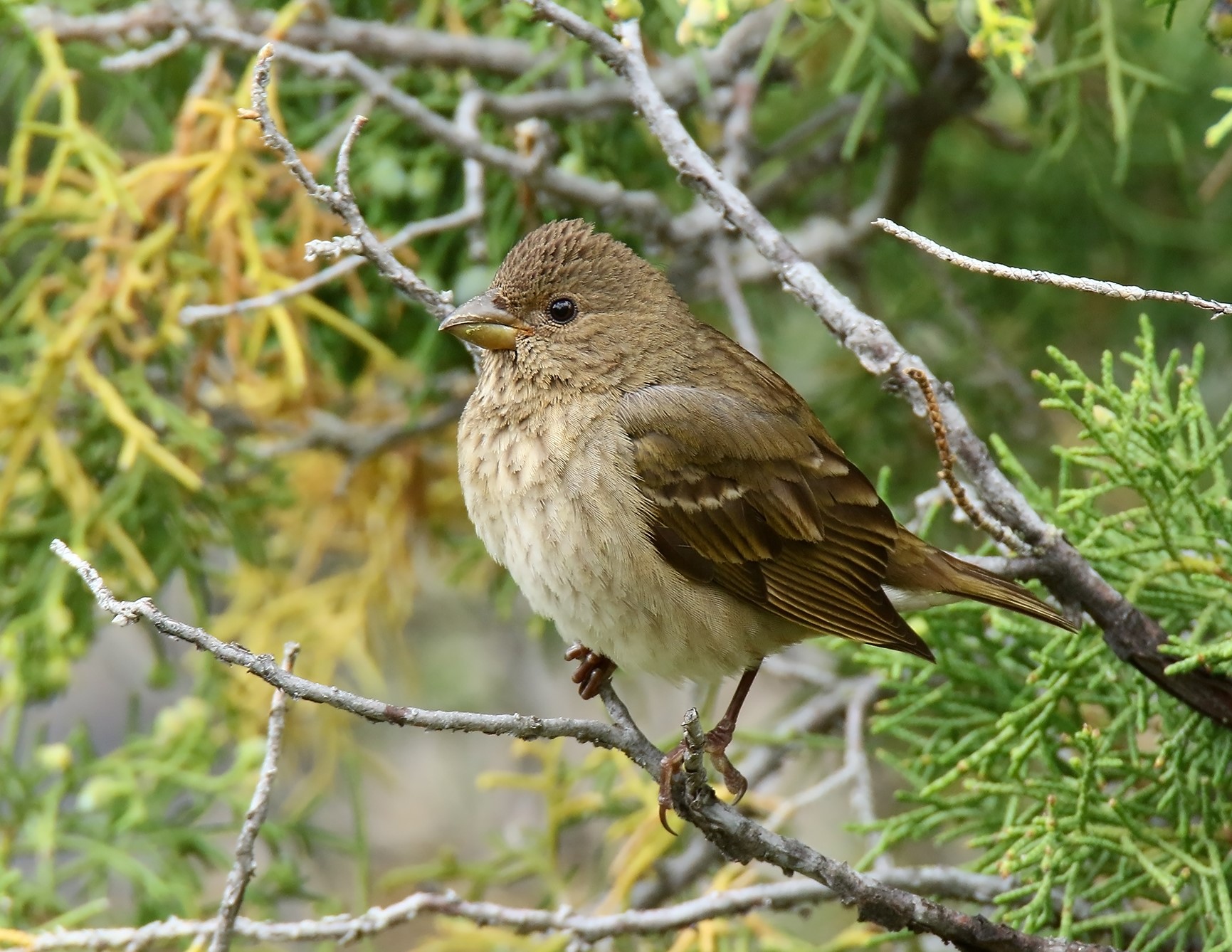 The NHBS Guide to UK Finch Identification – Hoopoe – A blog by nhbs