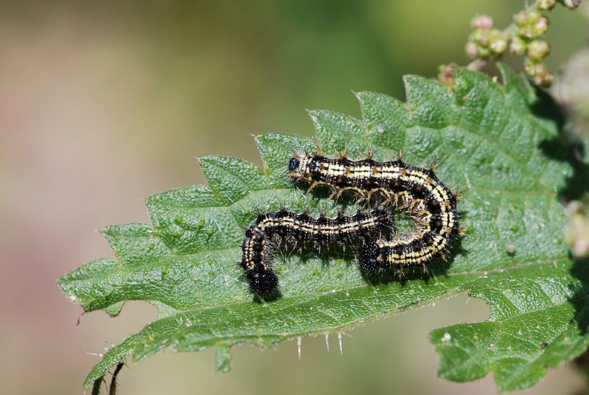 The NHBS Guide to UK Caterpillar Identification