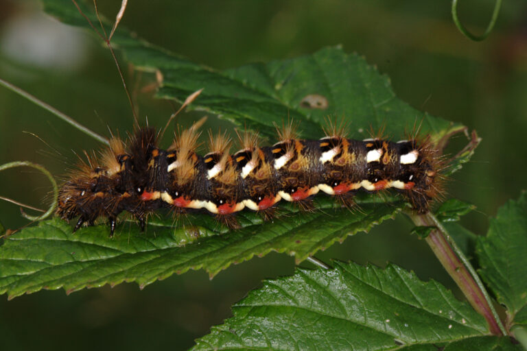 The NHBS Guide to UK Caterpillar Identification