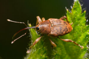 The NHBS Guide to UK Weevil Identification